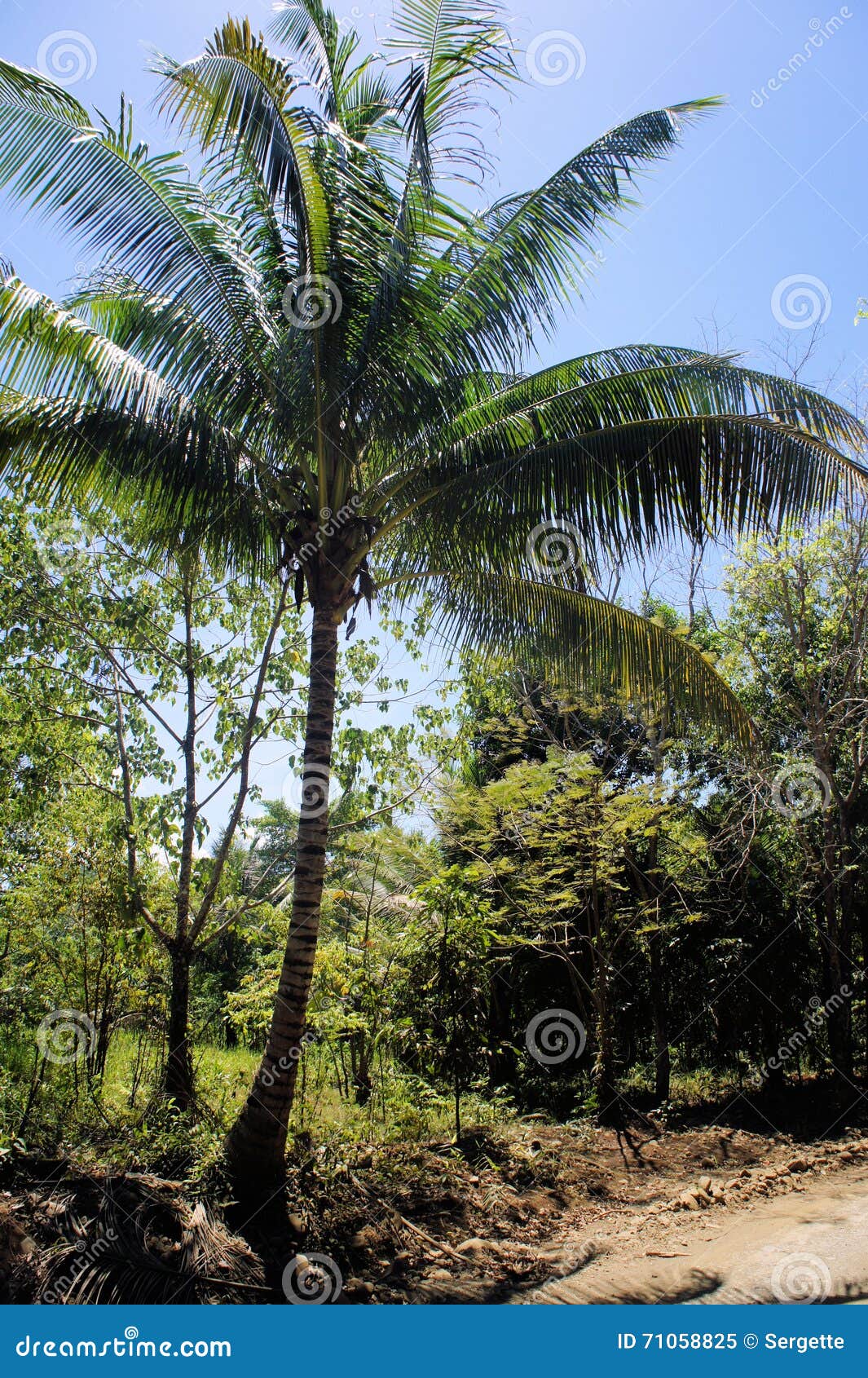 Bright Green Tropical Rainforest . Palawan Island . Stock Image - Image ...