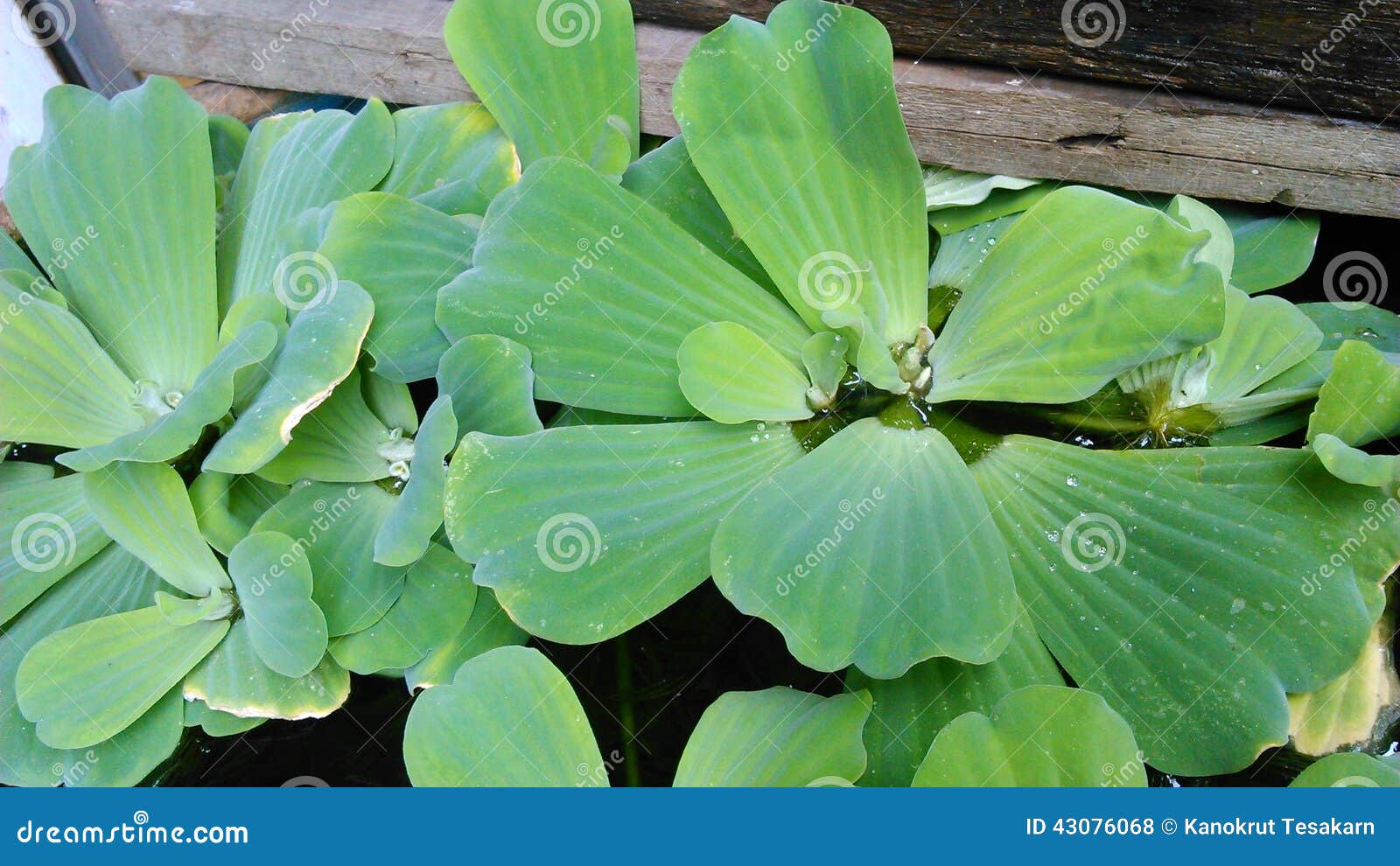 Bright Green Tropical Water Plants Stock Photo - Image of tree, water ...