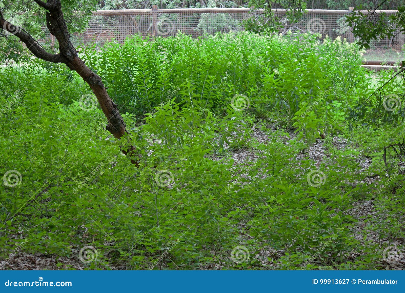 BRIGHT GREEN UNDERGROWTH stock image. Image of natural - 99913627