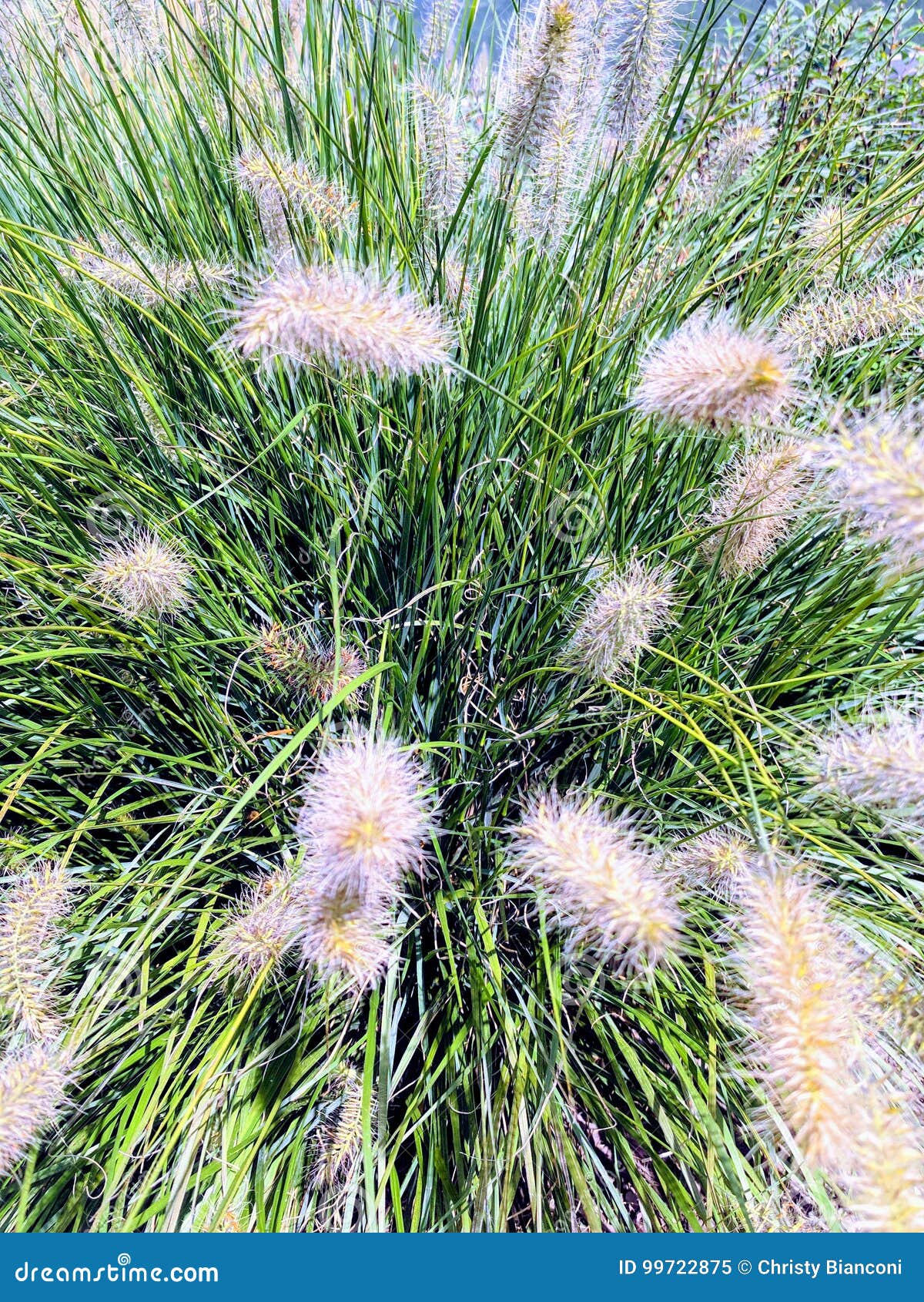 Wispy plant II stock image. Image of early, green, wispy - 99722875