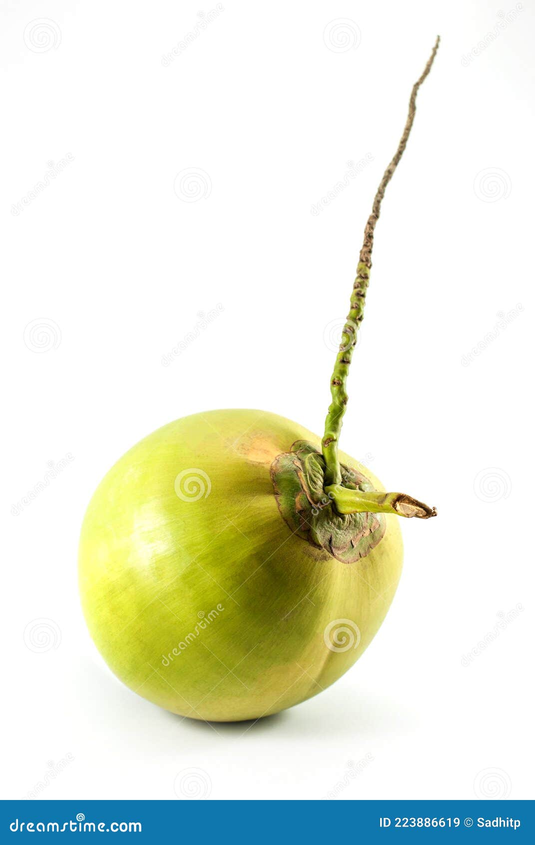 Bright Green Young Coconut on a White Background. Stock Image - Image ...