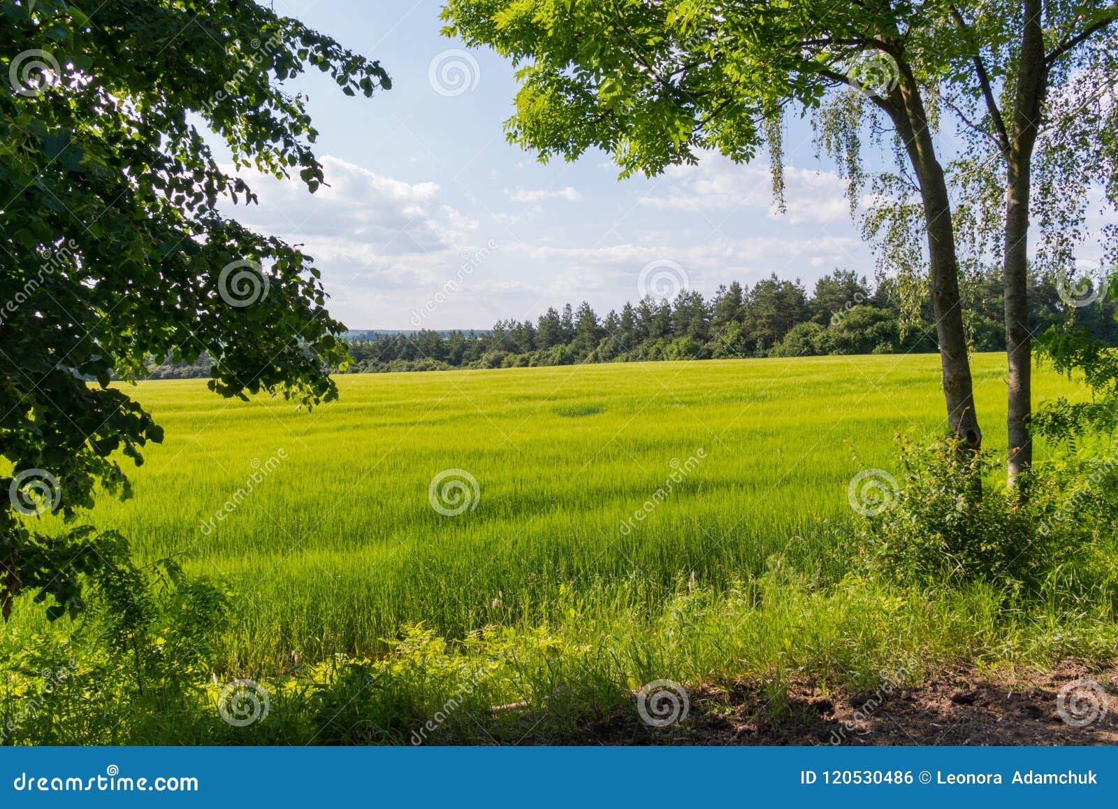Bright Greenery on the Field Lit by a Clear Sun among Tree Planting ...