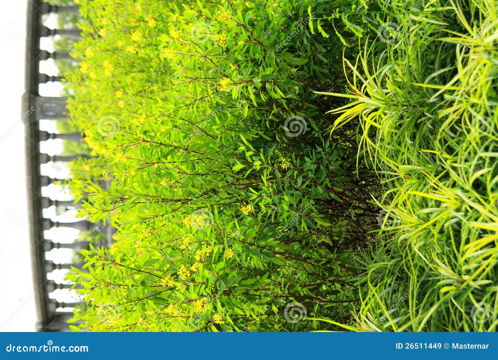 Bright Greens stock image. Image of park, landscape, bright - 26511449