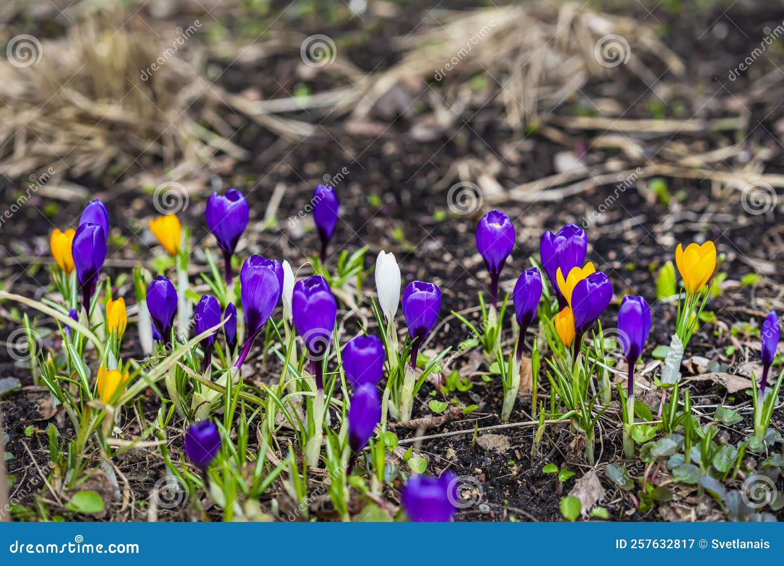 Bright Group of Bright Multicolored Crocuses on Dark Ground of Forest ...