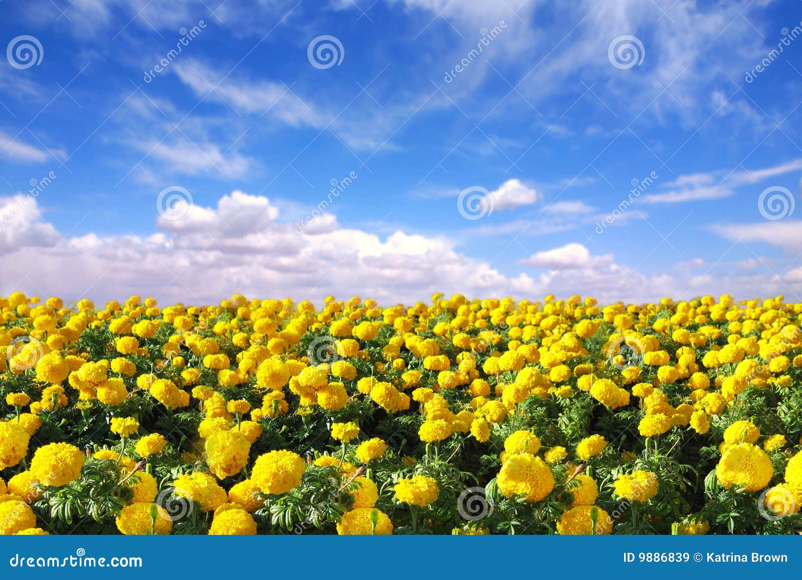 Bright Happy Field of Marigold Flowers Stock Image - Image of blue ...