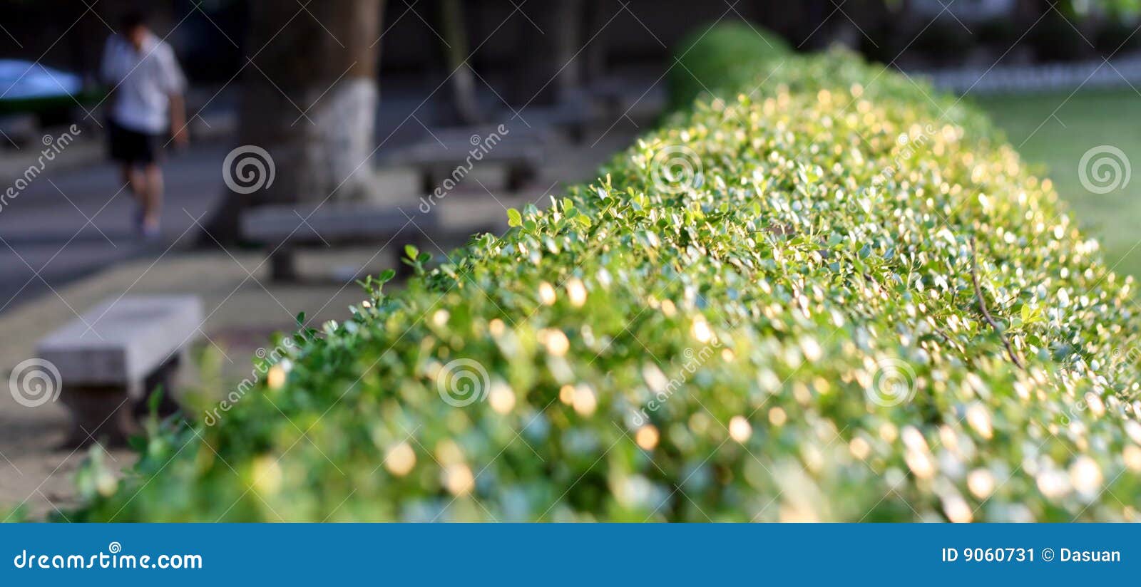 Bright Hedge stock image. Image of china, dark, garden - 9060731