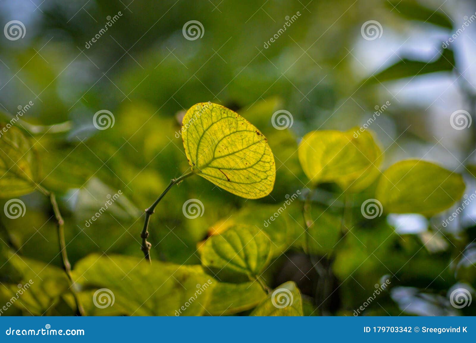 The Bright Highlighted Green Leaf in Nature Stock Photo - Image of ...
