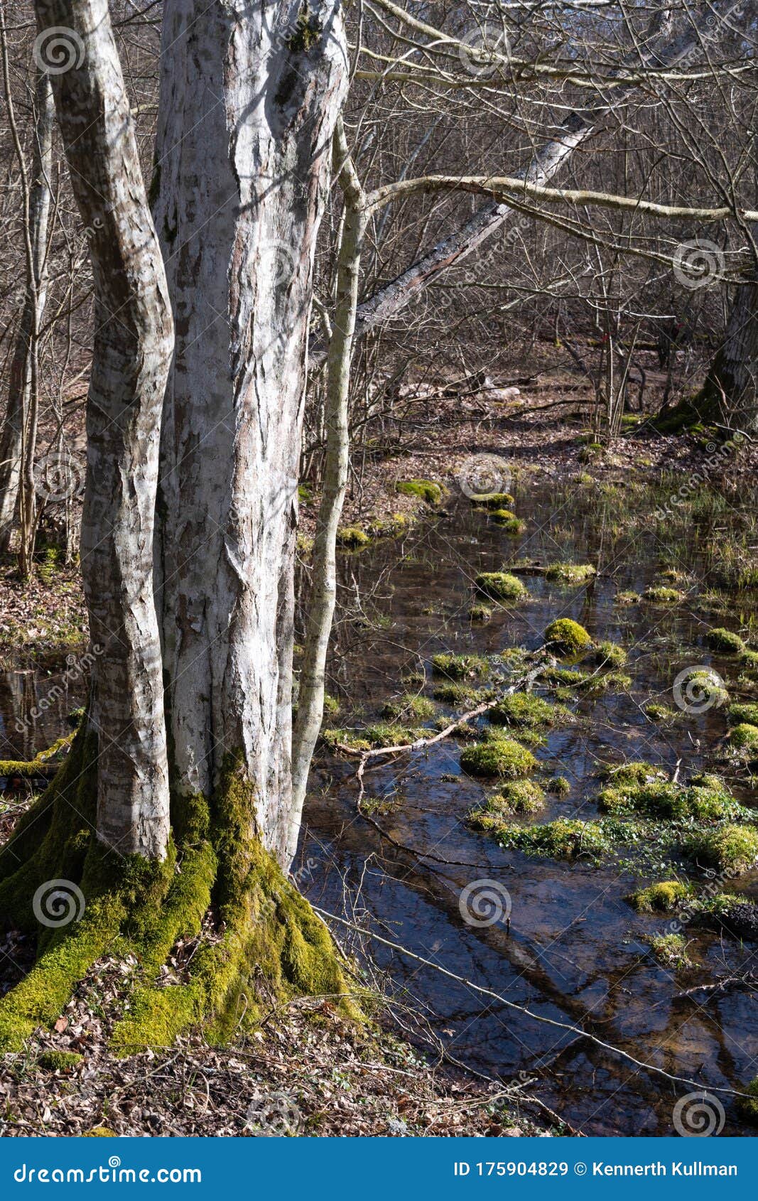 Bright Hornbeam tree trunk stock image. Image of moss - 175904829