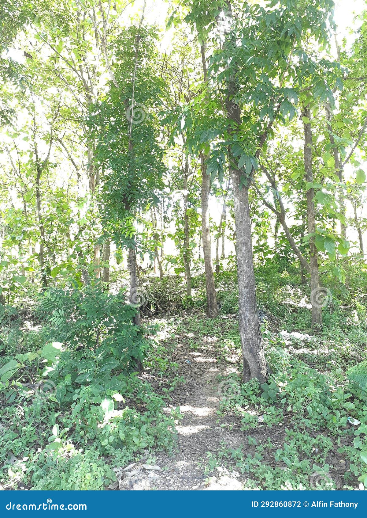 A Bright and Hot Forest with Various Types of Trees Stock Photo - Image ...