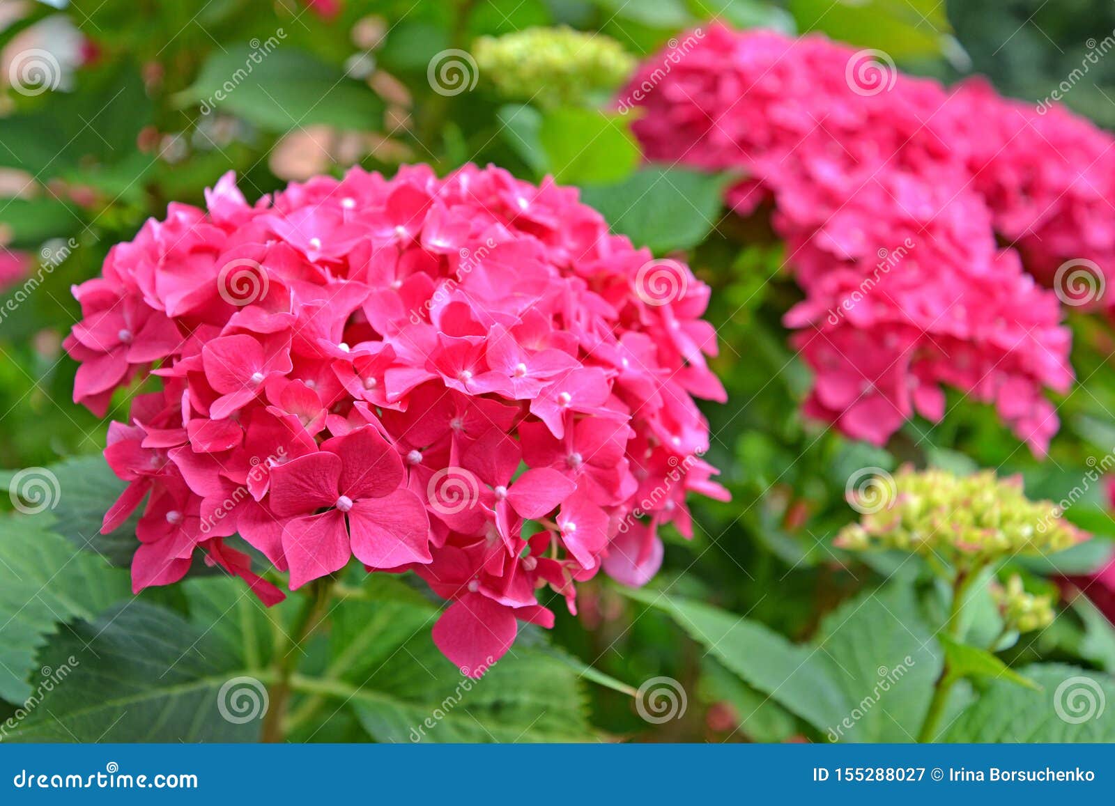Bright Inflorescences of a Hydrangea, Color Fuchsia Hydrangea L Stock ...