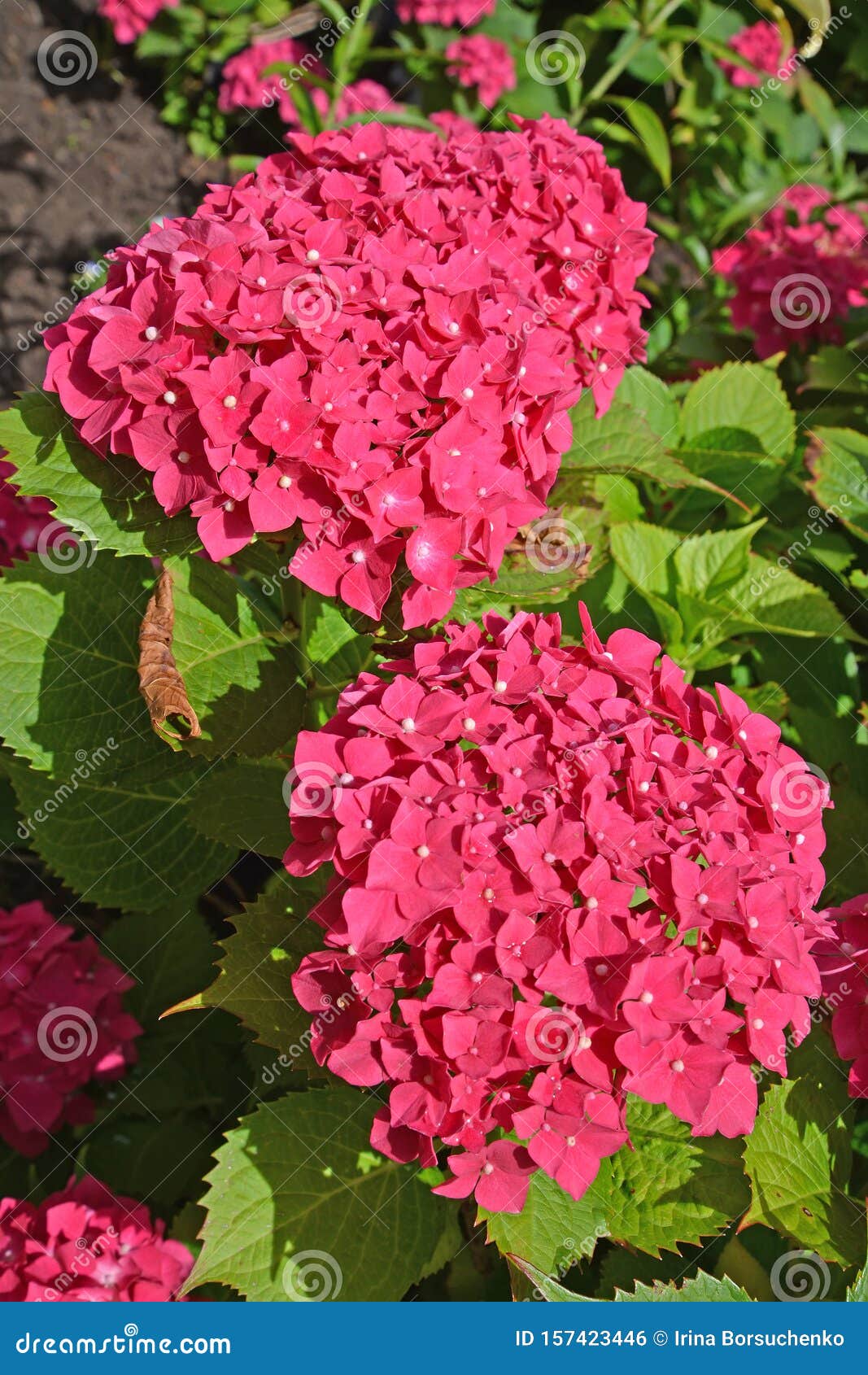 Bright Inflorescences of a Hydrangea Hydrangea L., Top View Stock Photo ...