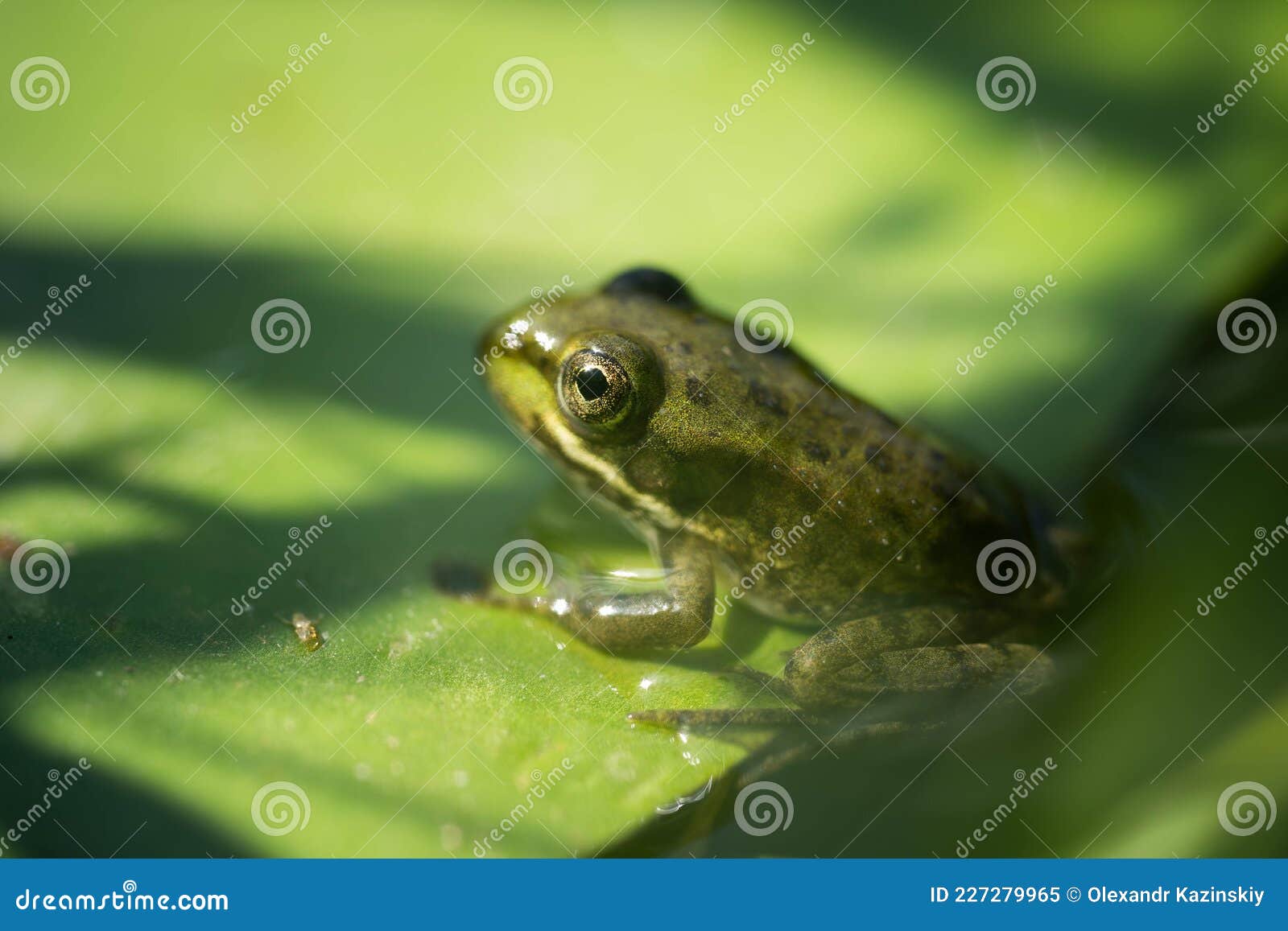 Bright Iridescent Green Frog, Incredible Wildlife, Incredible Wildlife ...