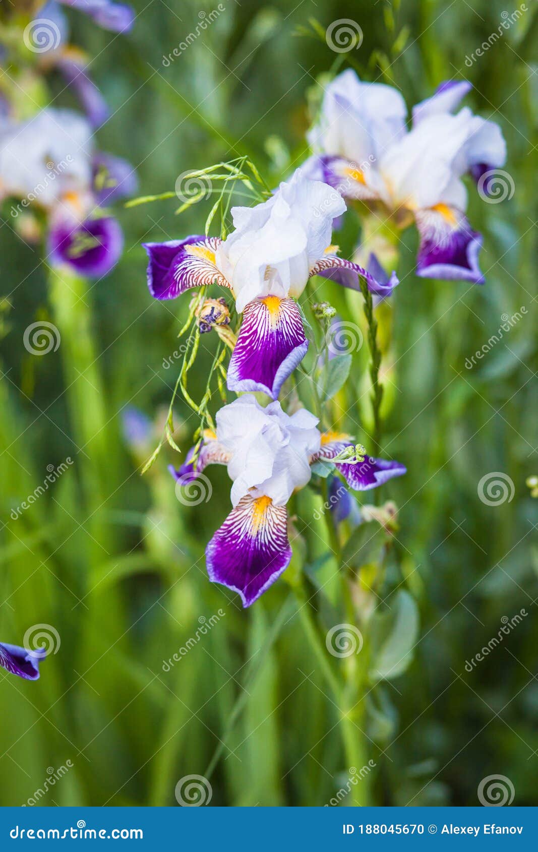 Bright Iris in the Light of the Setting Sun in the Green Grass Stock ...