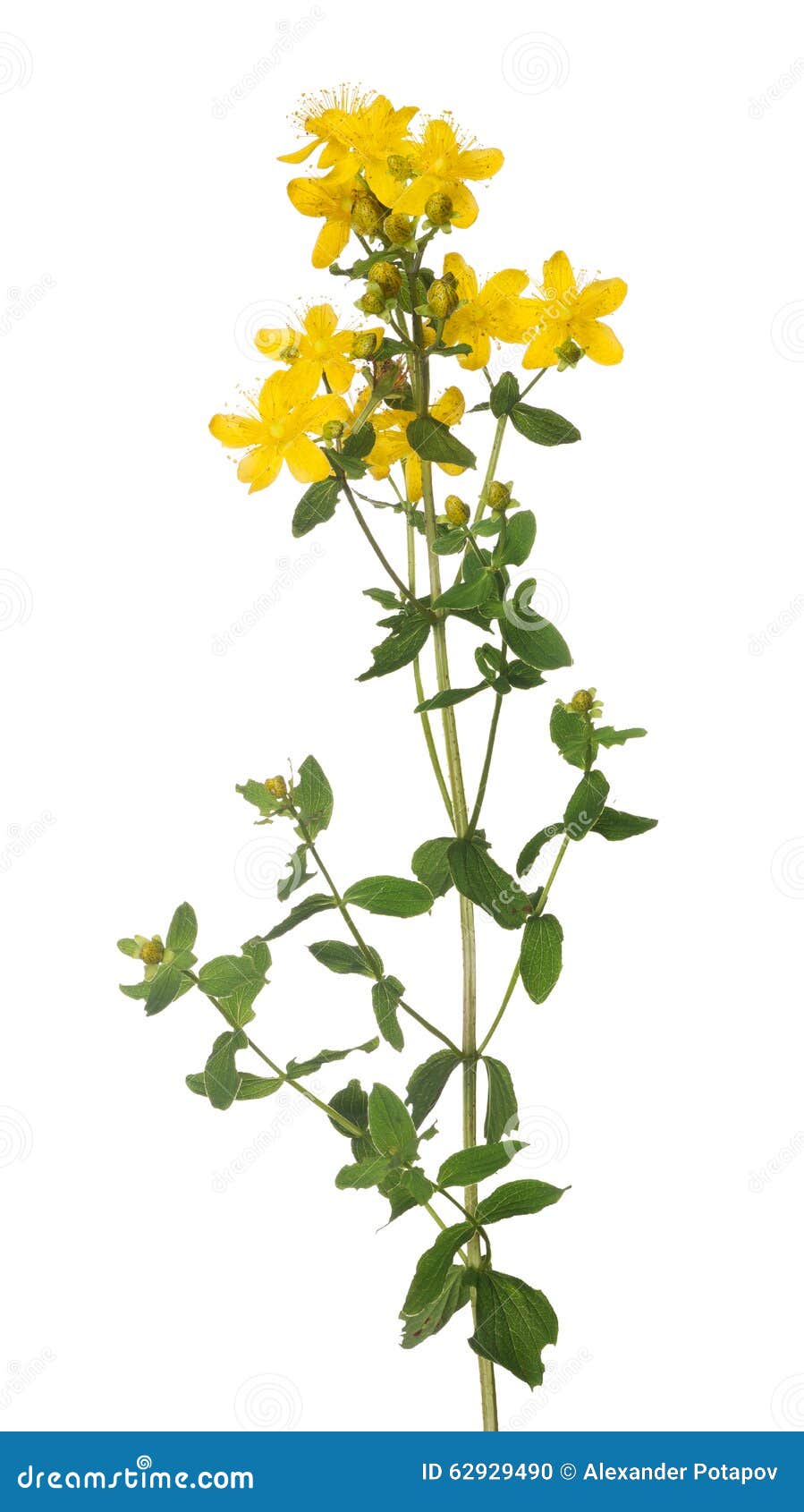 Bright Isolated on White Yellow Hypericum Flower Stock Photo - Image of ...