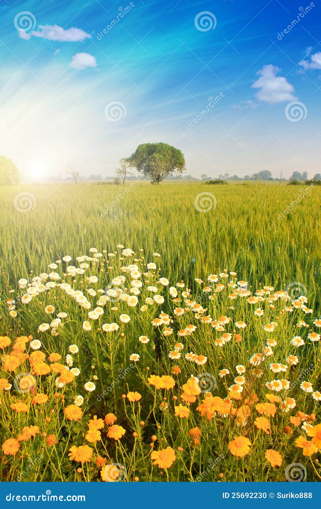 Bright landscape stock photo. Image of mighty, endangered - 25692230