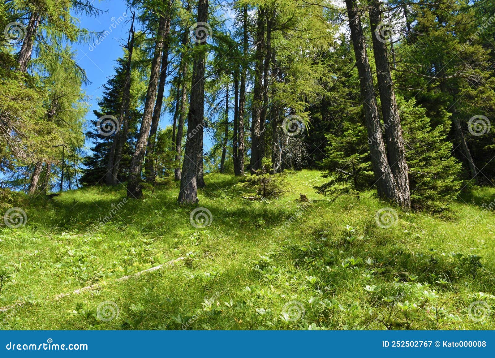 Bright Larch (Larix Decidua) Forest Stock Image - Image of larix ...