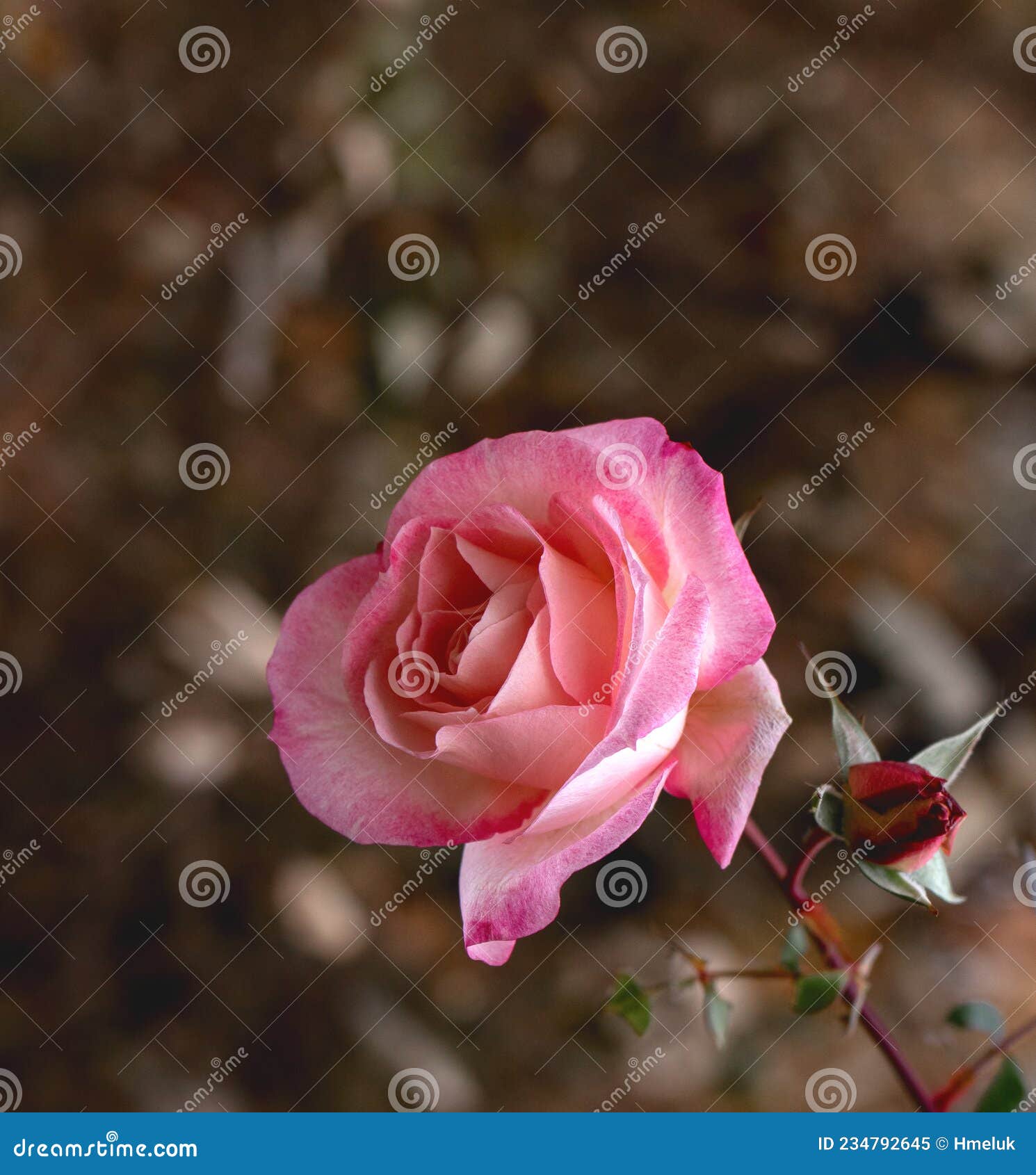 Bright Large Pink Rose Close-up. Stock Image - Image of nature, natural ...