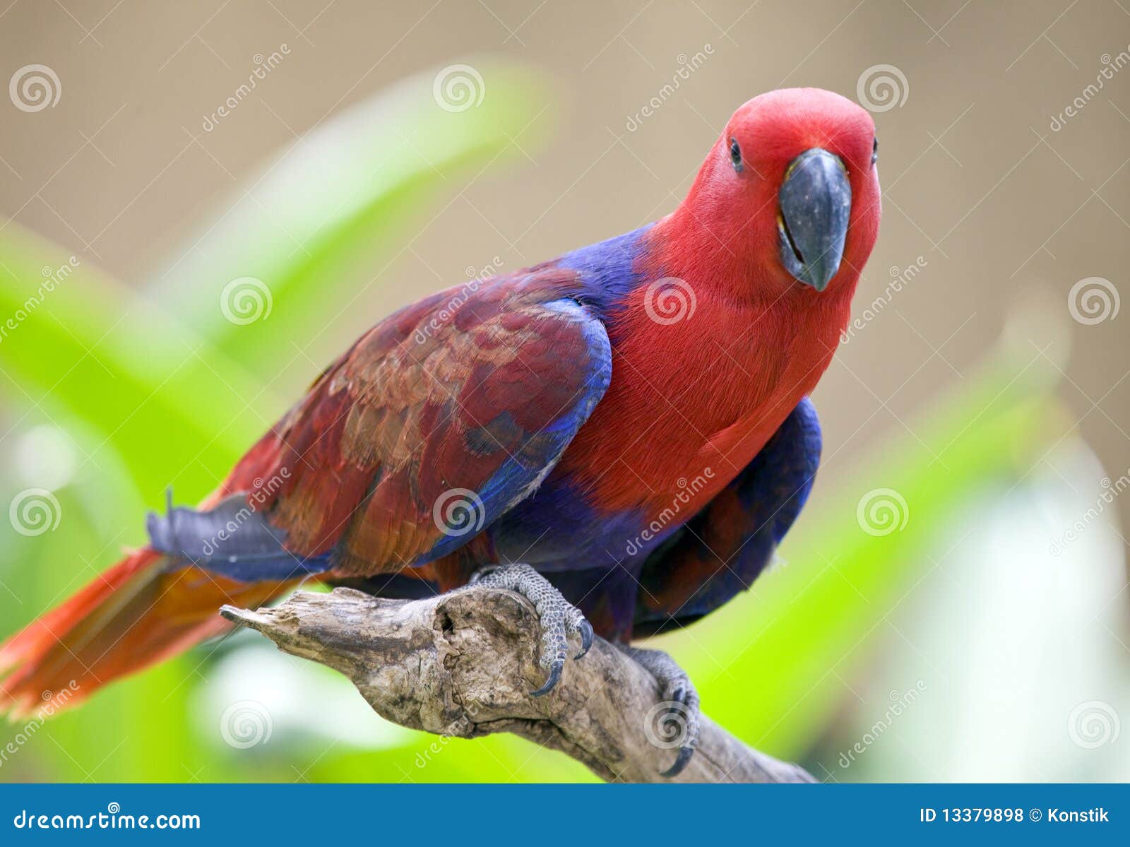 Bright Large Tropical Parrot Stock Photo - Image of rainforest, wild ...
