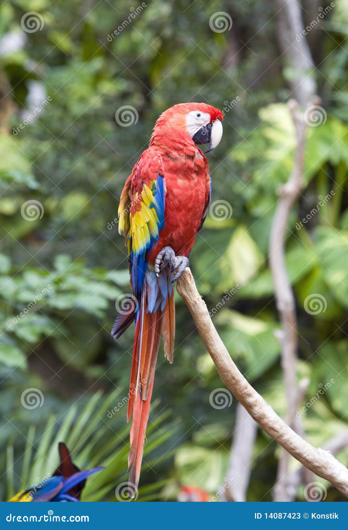 Bright Large Tropical Parrot Stock Photos - Image: 14087423