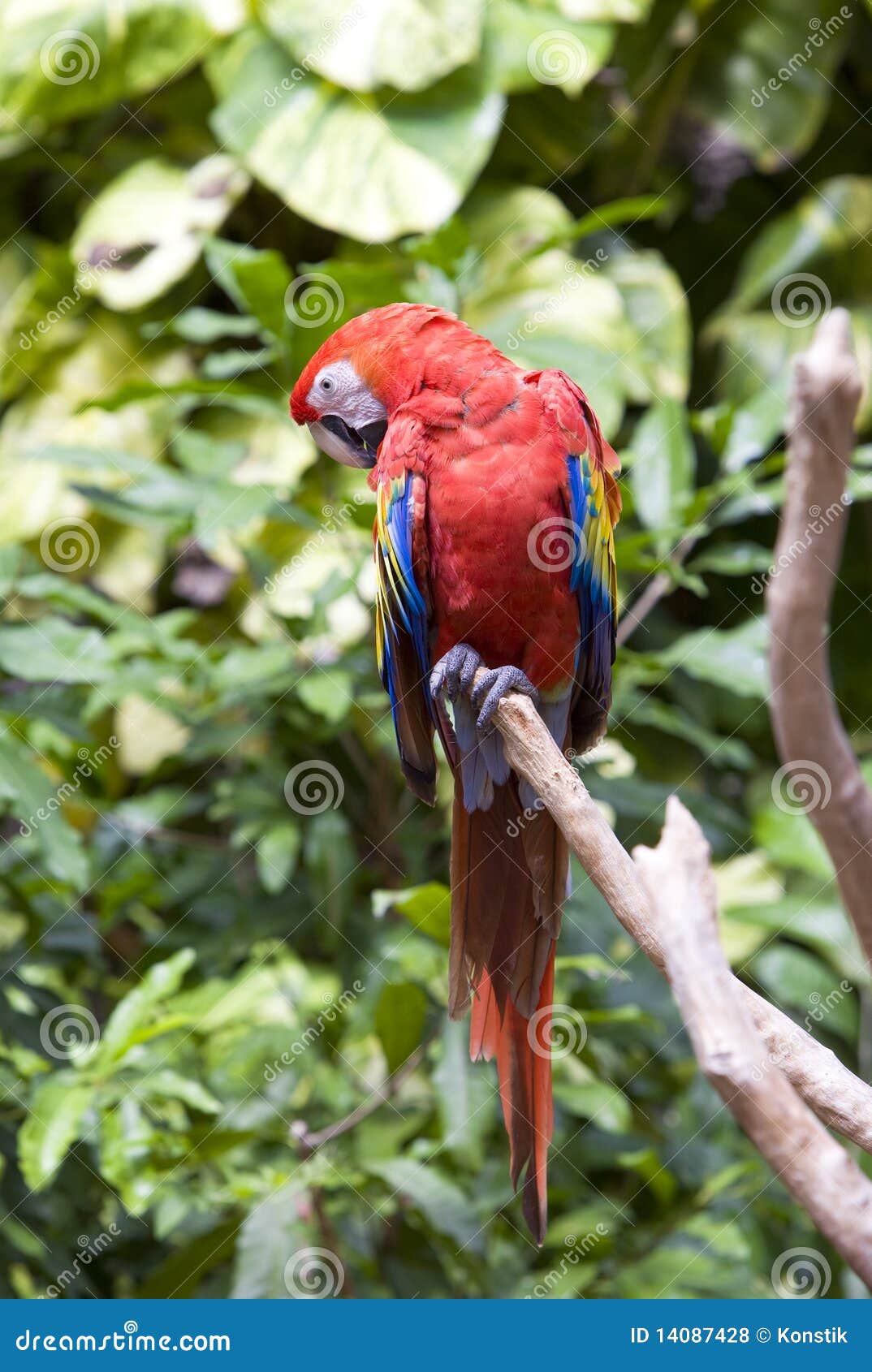 Bright Large Tropical Parrot Royalty-Free Stock Image | CartoonDealer ...
