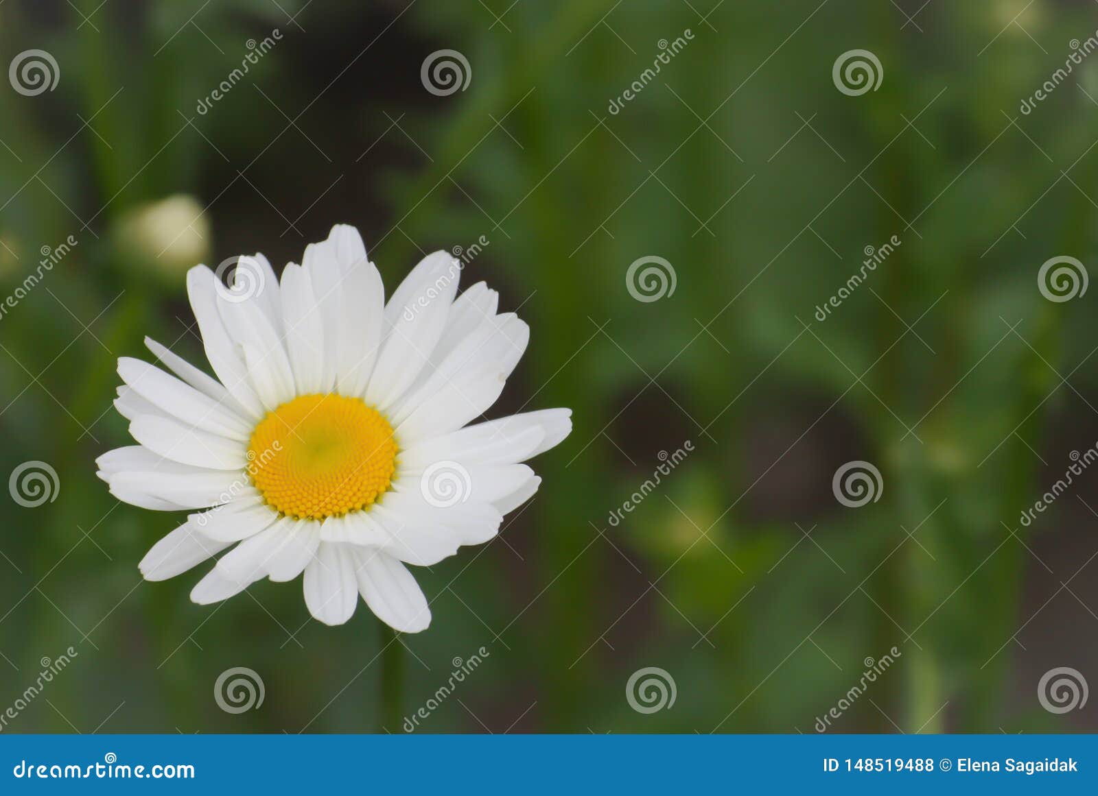 Large White Daisy on a Blurred Green Background Stock Photo - Image of ...