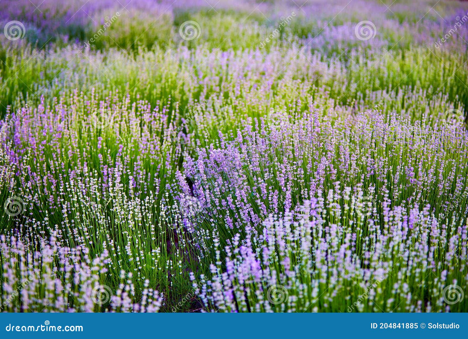 Bright lavender bushes stock image. Image of plant, fragrant - 204841885