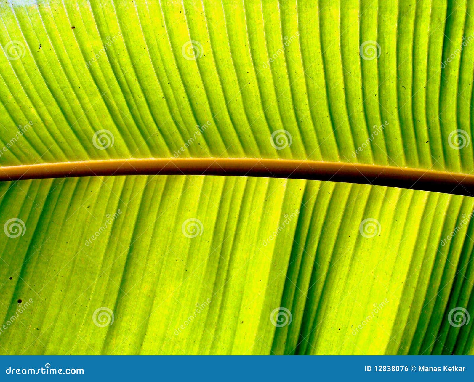 Bright Leaf stock photo. Image of bright, natural, design - 12838076