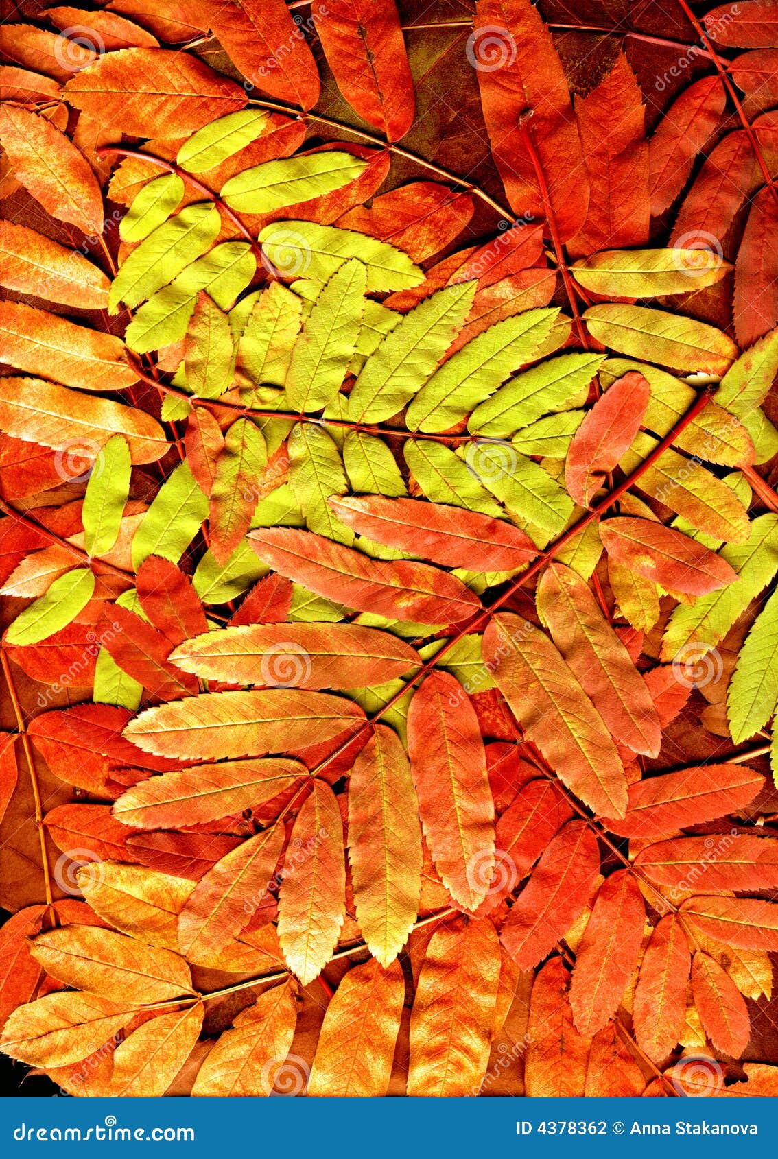 Bright leaves stock photo. Image of object, macro, climate - 4378362