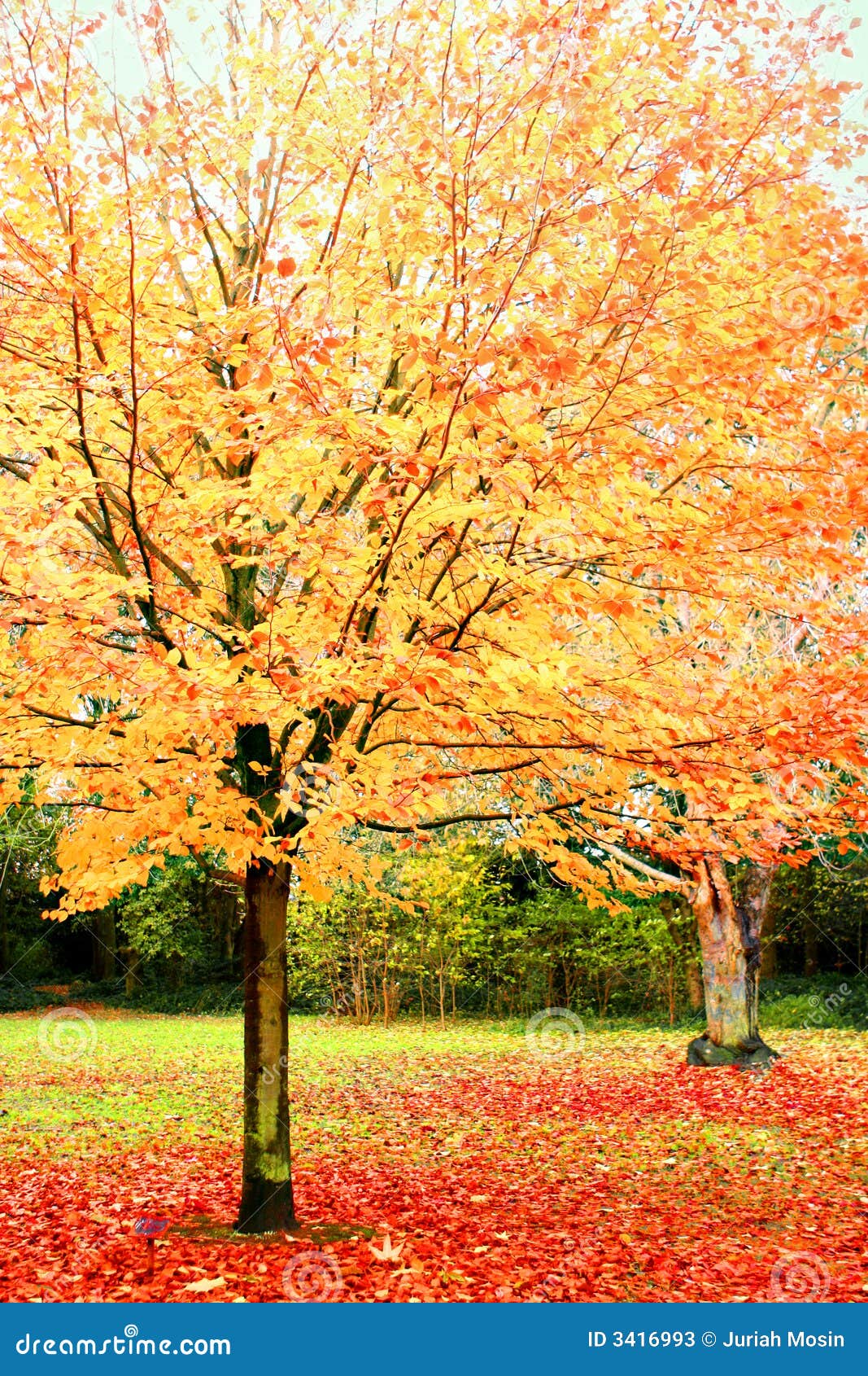 The Bright Leaves In A `basal Rosette` Of Common Evening-primrose ...