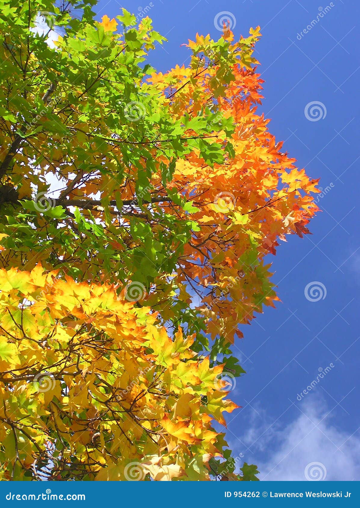 Bright Leaves, Blue Sky stock photo. Image of colors, green - 954262