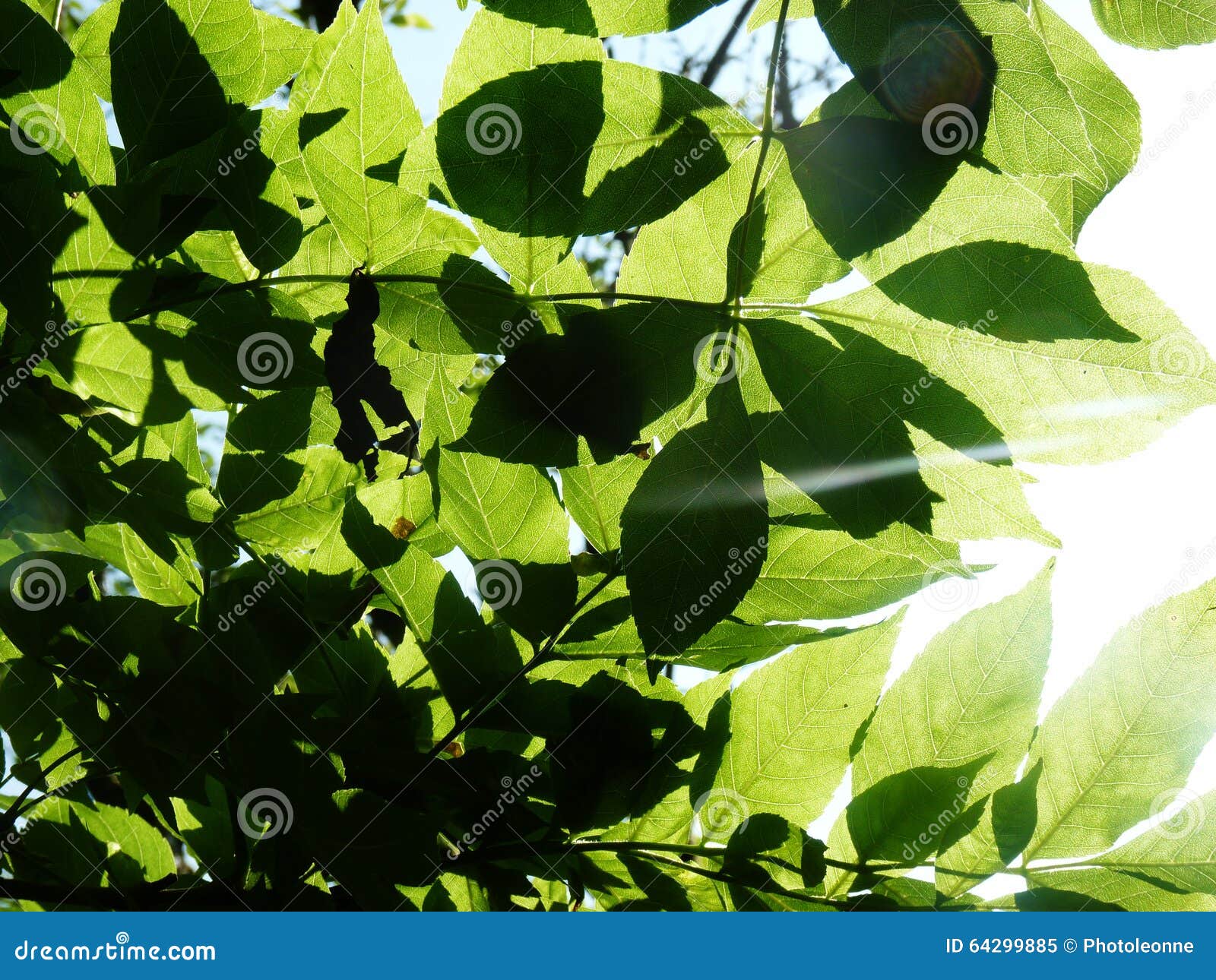 Bright Leaves in Spring Sunny Beautiful Shadows Stock Image - Image of ...