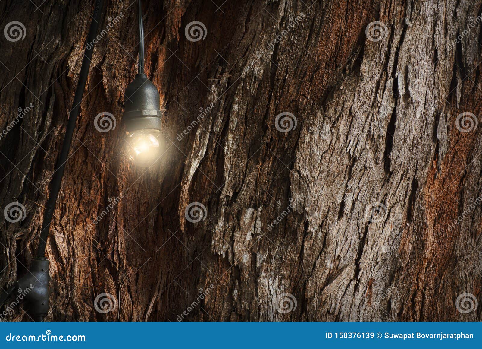Bright Light Bulb on Tree Trunk Stock Image - Image of bark, fire ...