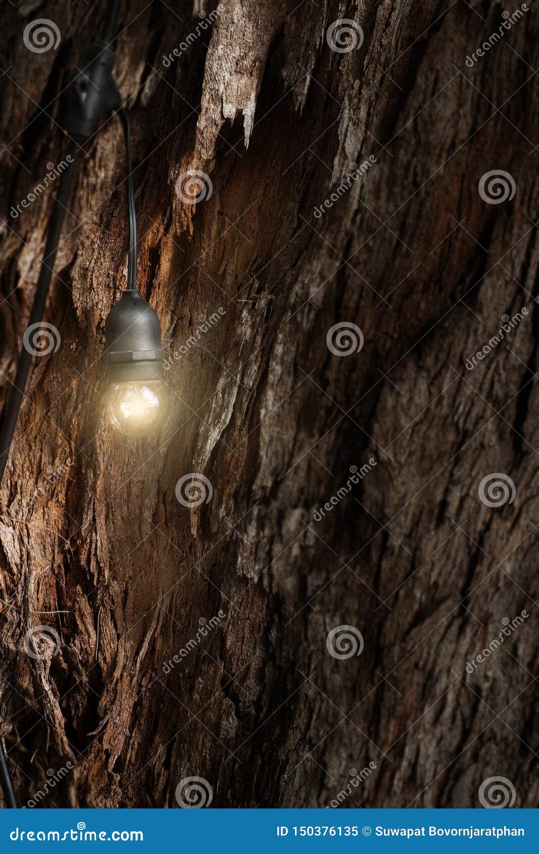 Bright Light Bulb on Tree Trunk Stock Image - Image of wood, wire ...