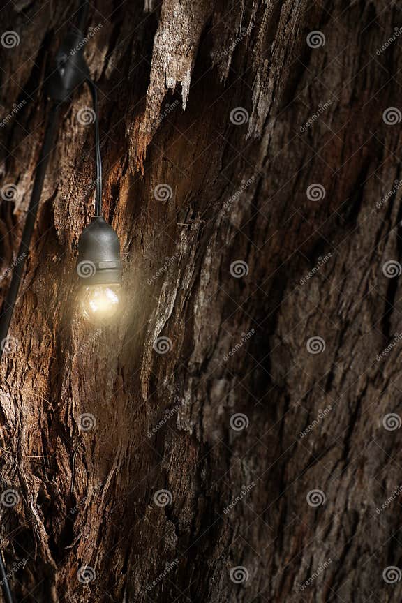 Bright Light Bulb on Tree Trunk Stock Image - Image of wood, wire ...