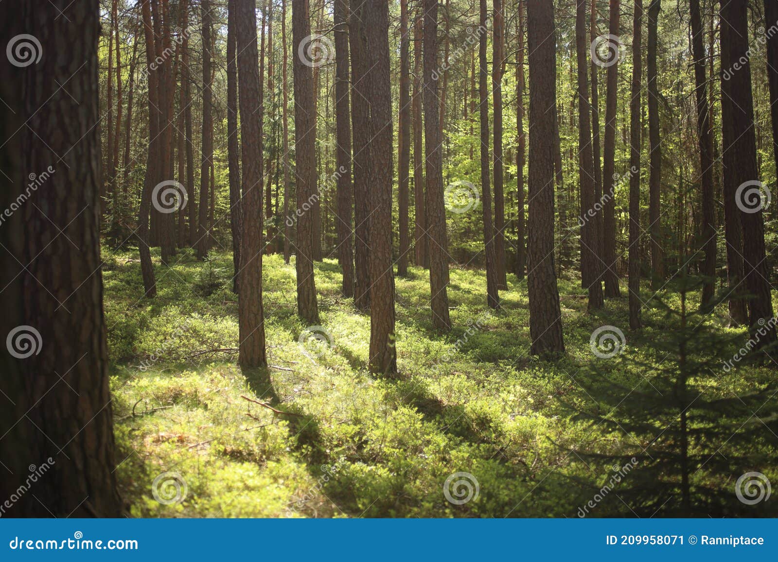 Bright Light among Forest Trees. Nature Green Wood Backgrounds Stock ...