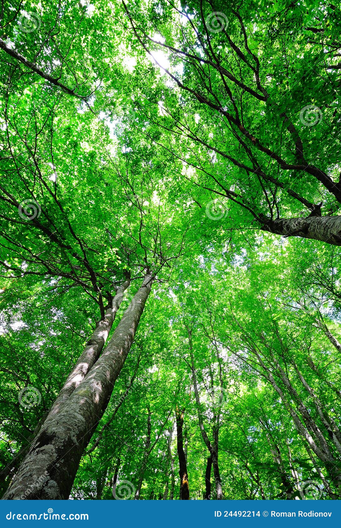 Bright light green forest stock photo. Image of peaceful - 24492214