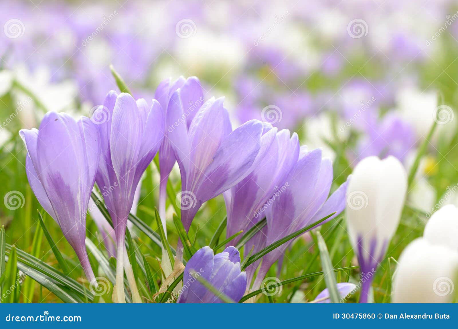 Bright Light Over a Crocus Field Stock Photo - Image of environment ...