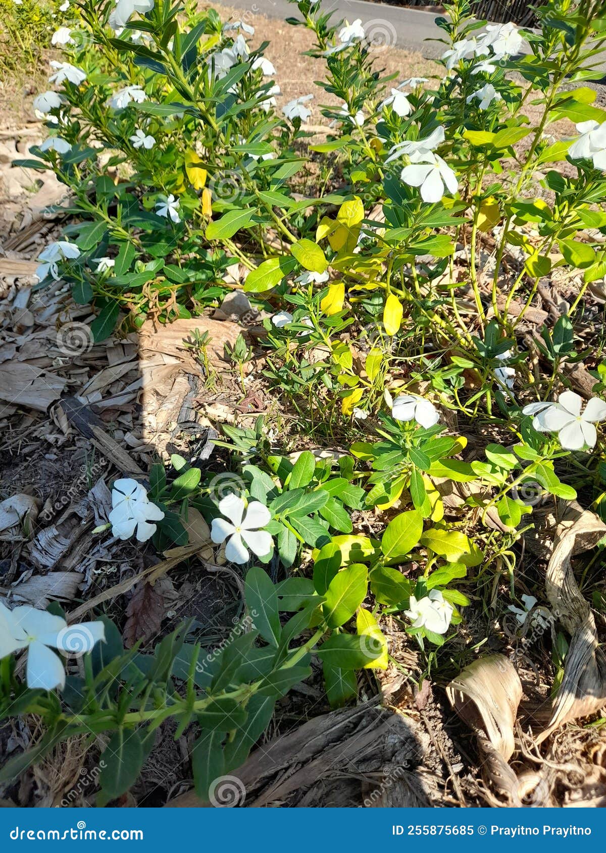 Withe Blooming Flower Plant Stock Image - Image of light, blooming ...