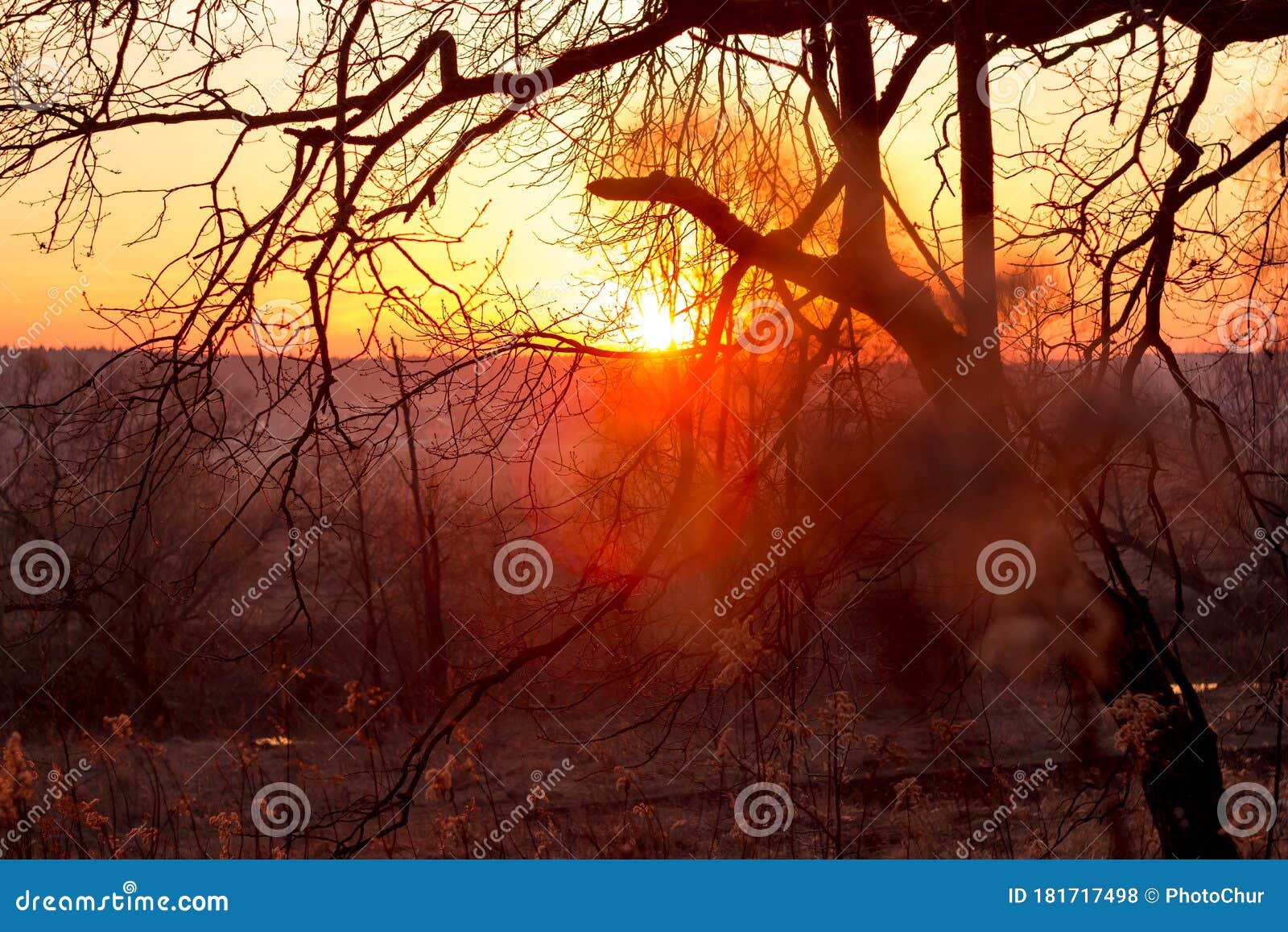The Bright Light of the Sun at Sunset Behind the Branches of Trees ...
