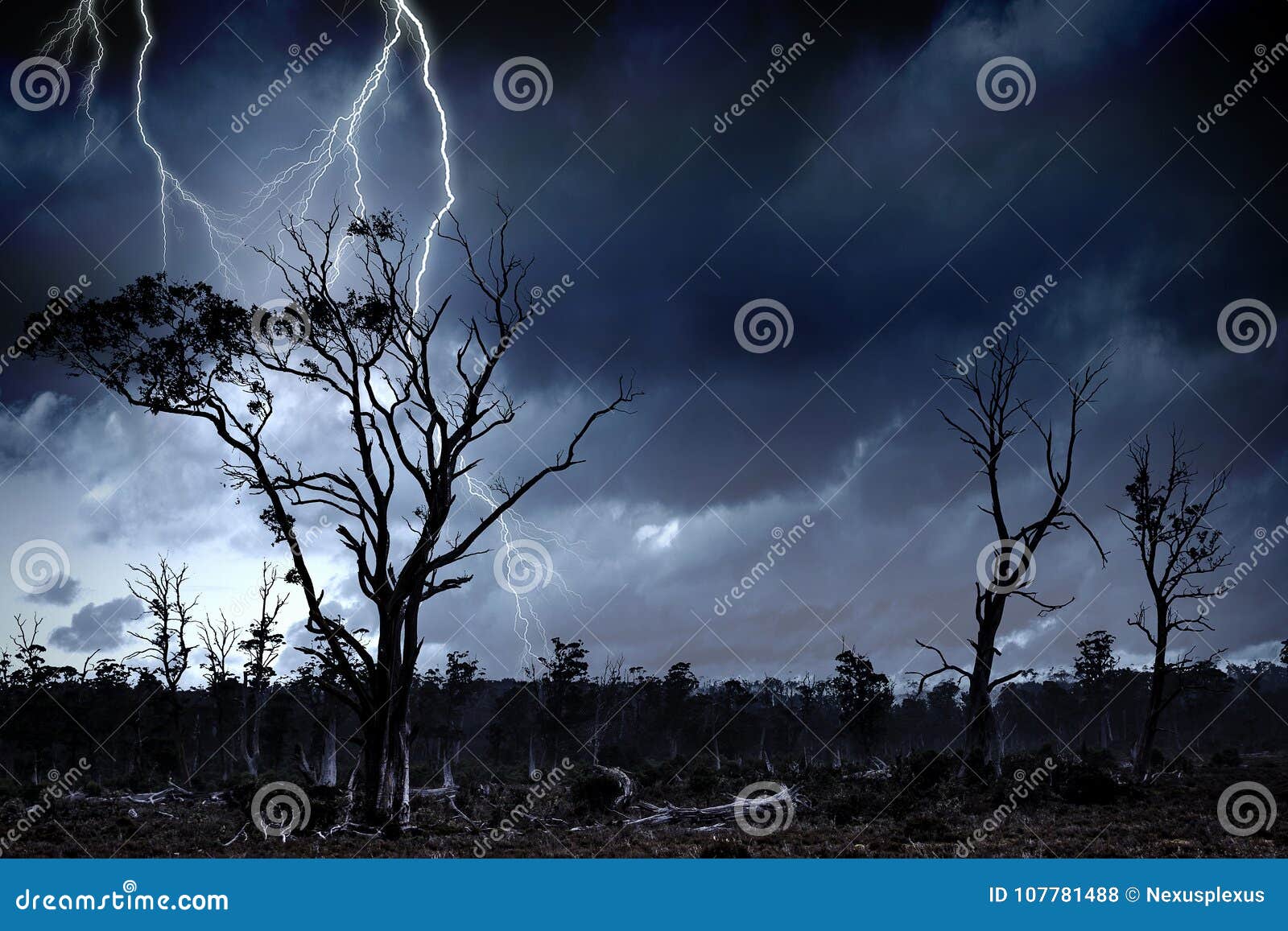 Bright Lightning Hit the Tree Stock Photo - Image of strikes, weather ...