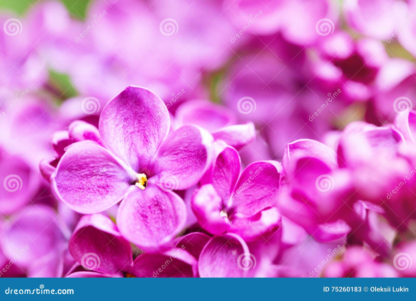 Bright lilac flower stock image. Image of herb, outdoors - 75260183