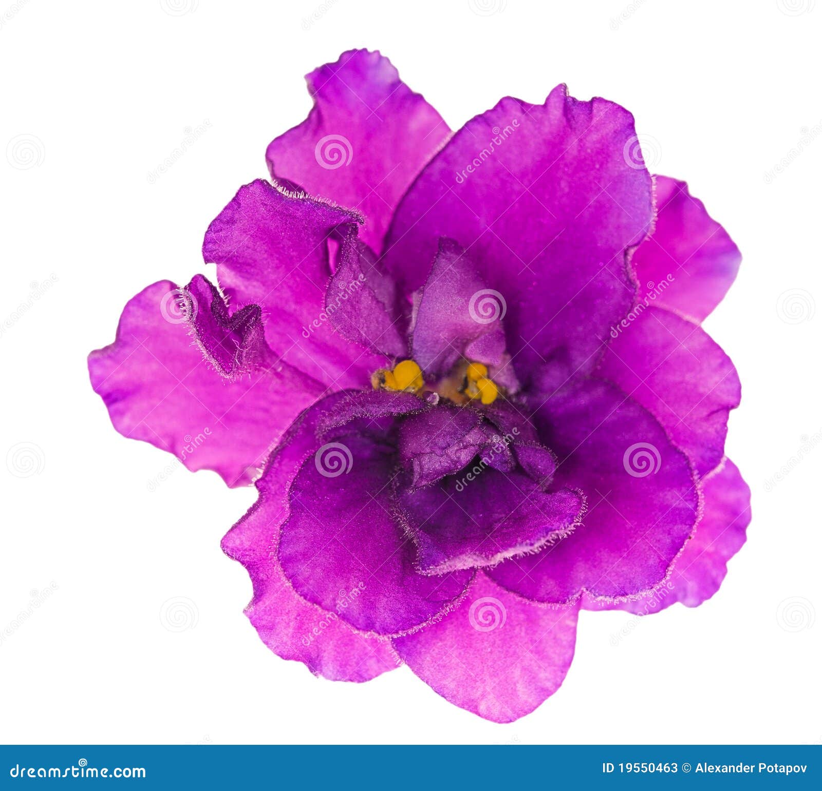 Bright Lilac Single Isolated Violet Flower Stock Image - Image of pink ...