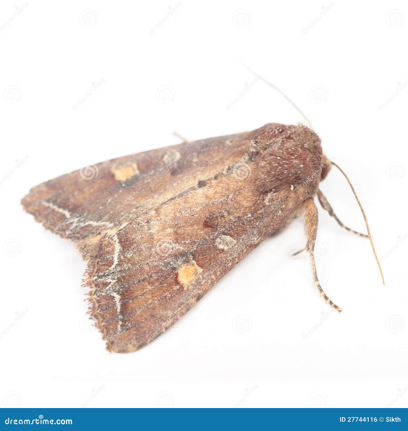 4,687 Moth Night Stock Photos - Free & Royalty-Free Stock Photos from ...