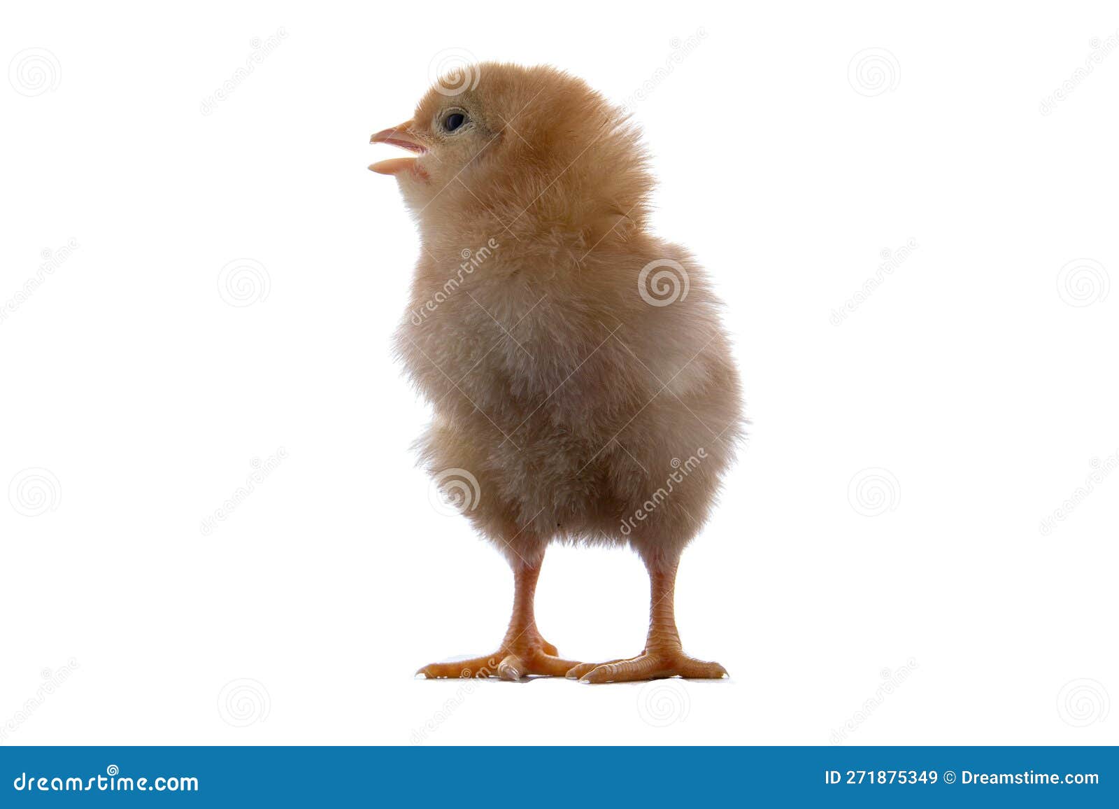 Bright Little Chicken on a Transparent Background. Stock Image - Image ...