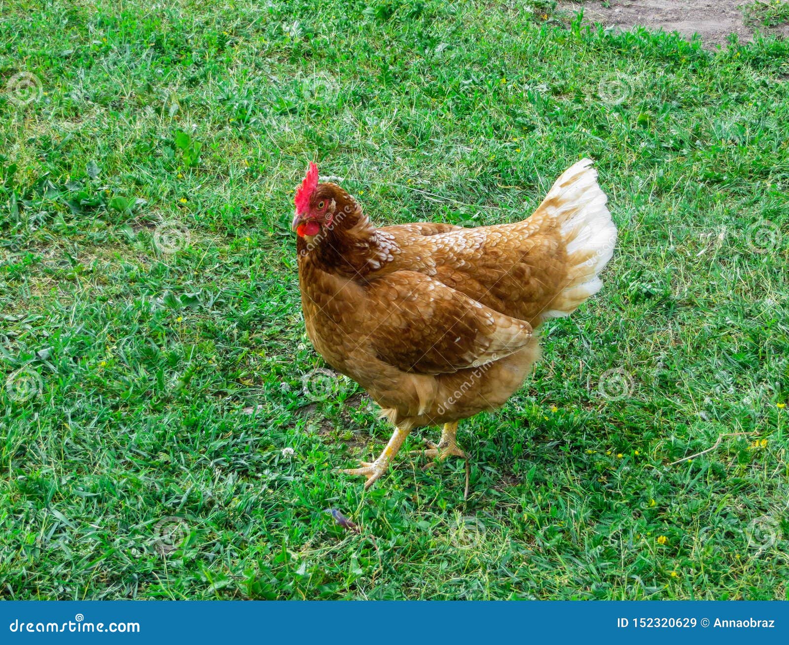 A Bright Live Red Chicken Walks through the Grass Stock Image - Image ...