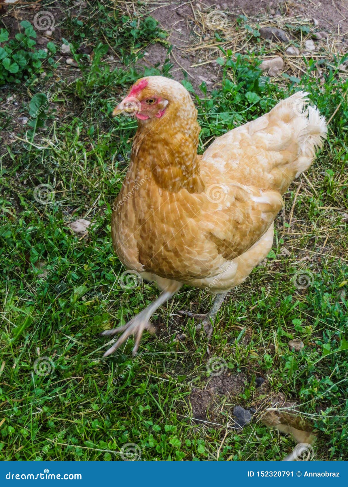 A Bright Live Red Chicken Walks through the Grass Stock Image - Image ...