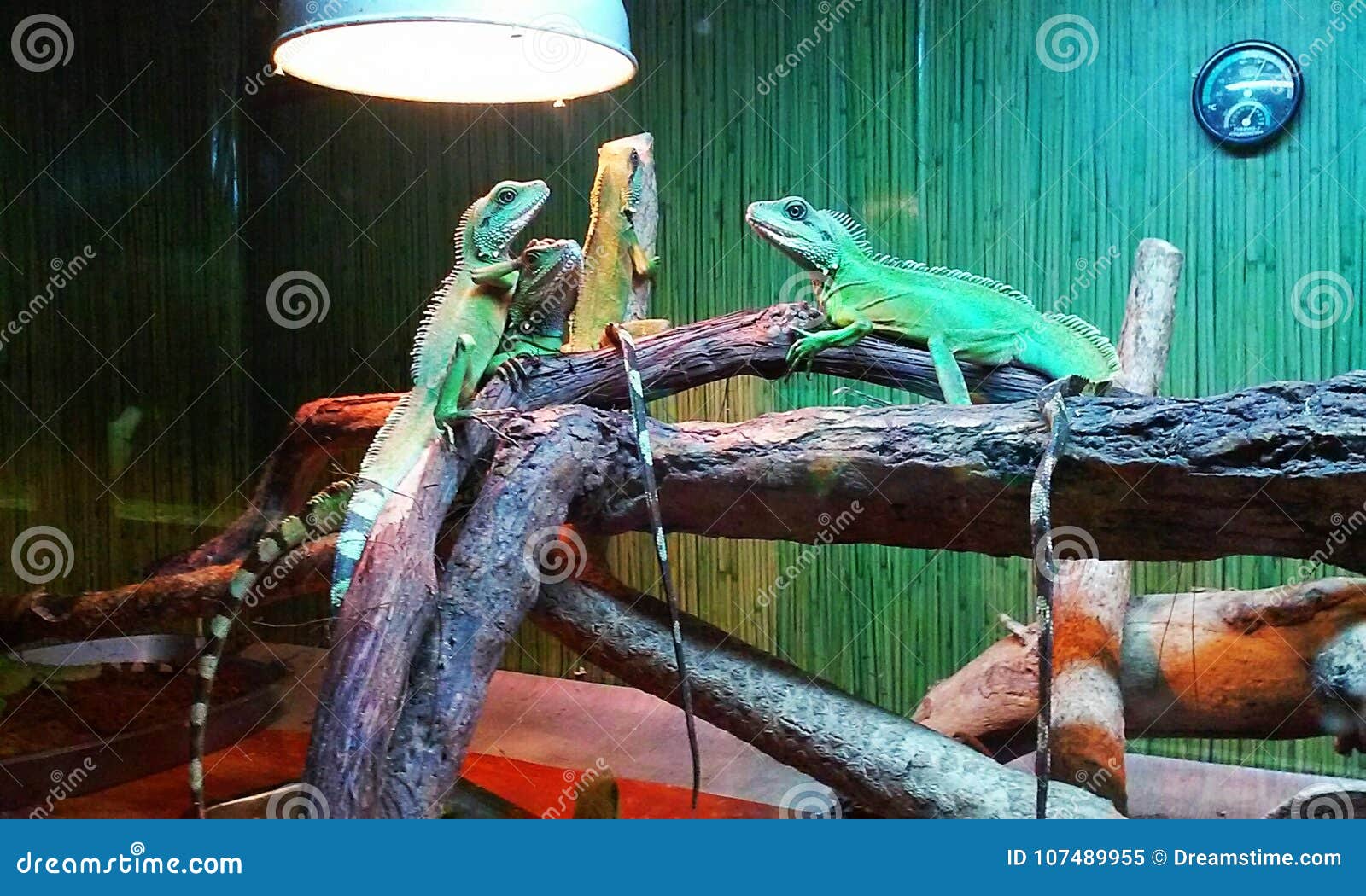 Bright Lizards stock image. Image of lizards, objects - 107489955