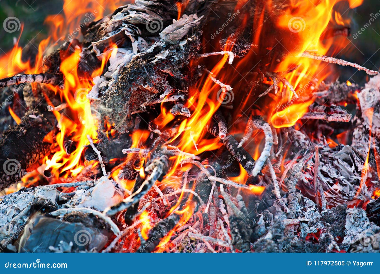 Bright Llama of the Forest Fire Stock Image - Image of saturation ...