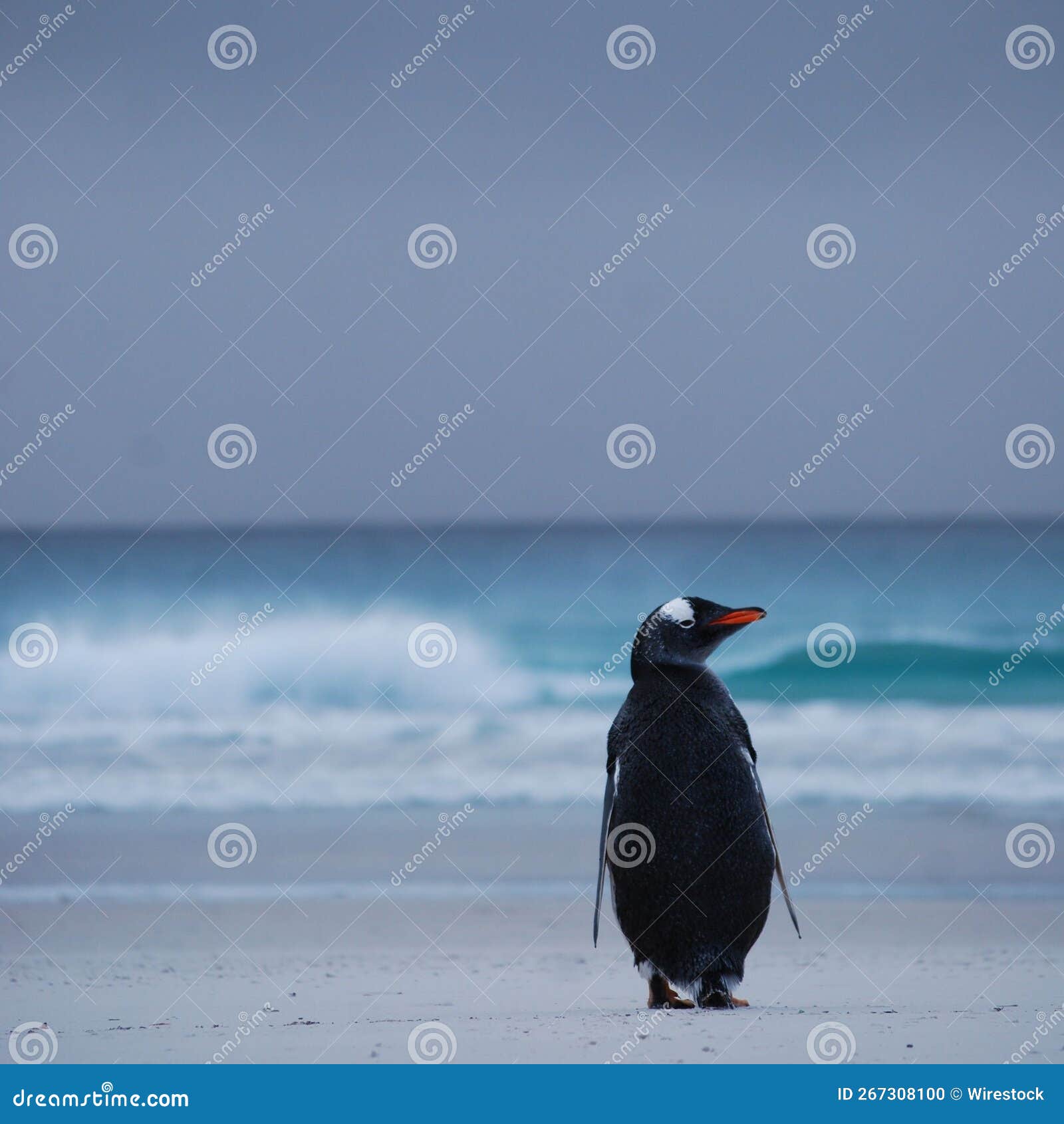 Bright Lonely Penguin on the Shore with a Sea in the Background Stock ...