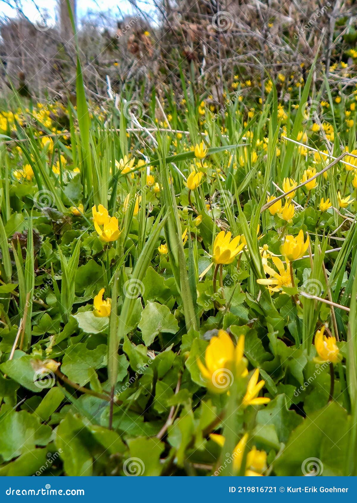 Bright Luminous Flowers of Spring Flowers Stock Image - Image of autumn ...